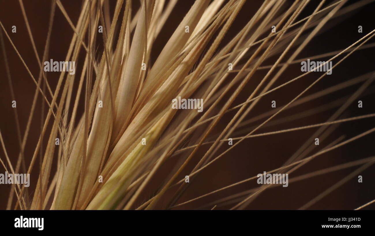 Macro Of Wheat Against Strong And Warm Back Light Stock Photo - Alamy