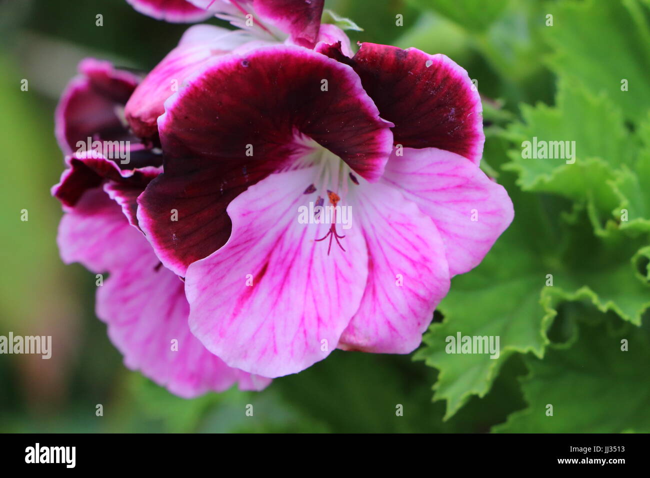 Two-coloured flower of geranium Stock Photo - Alamy