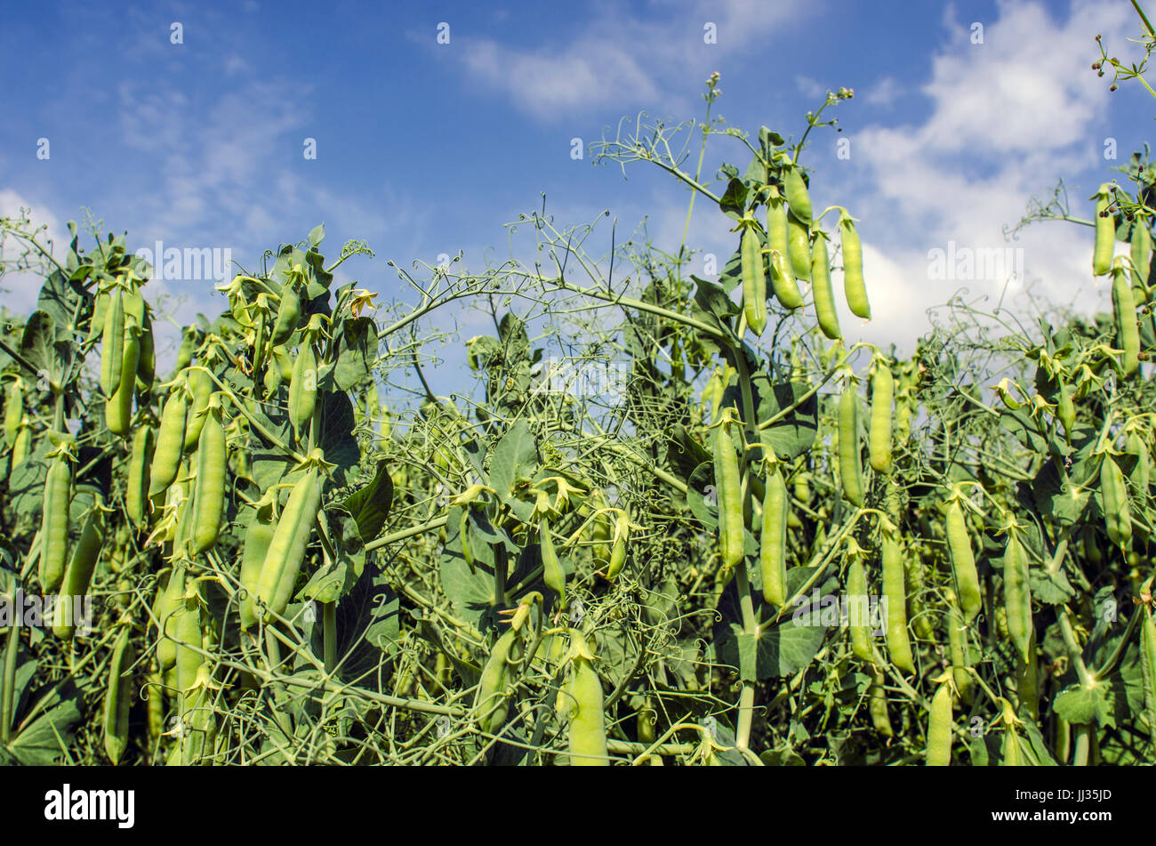 Green bean field before blue sky with clouds Stock Photo - Alamy
