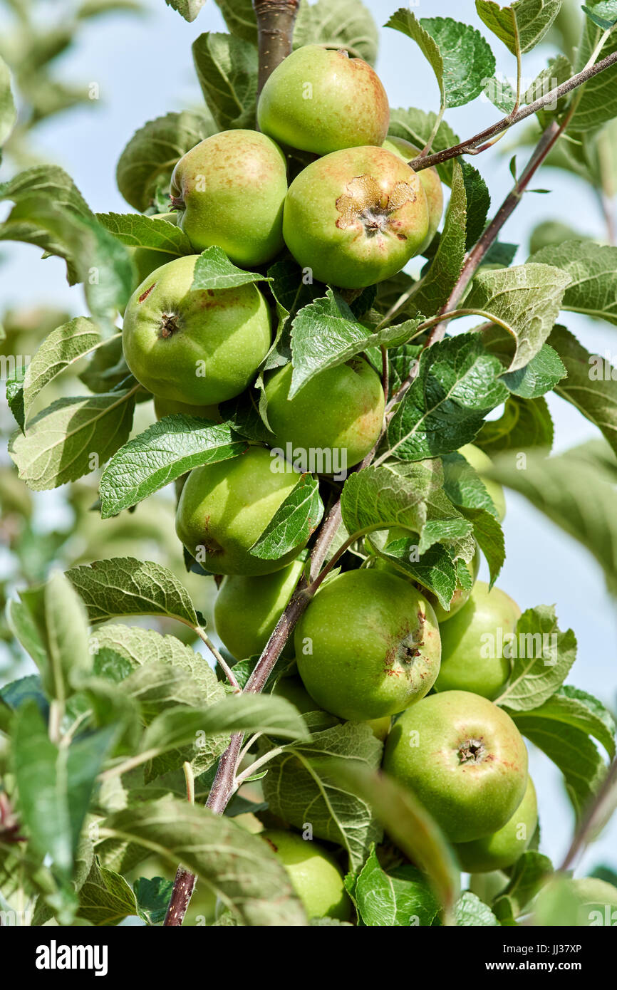 Unripe apples on a tree branch in the orchard Stock Photo - Alamy