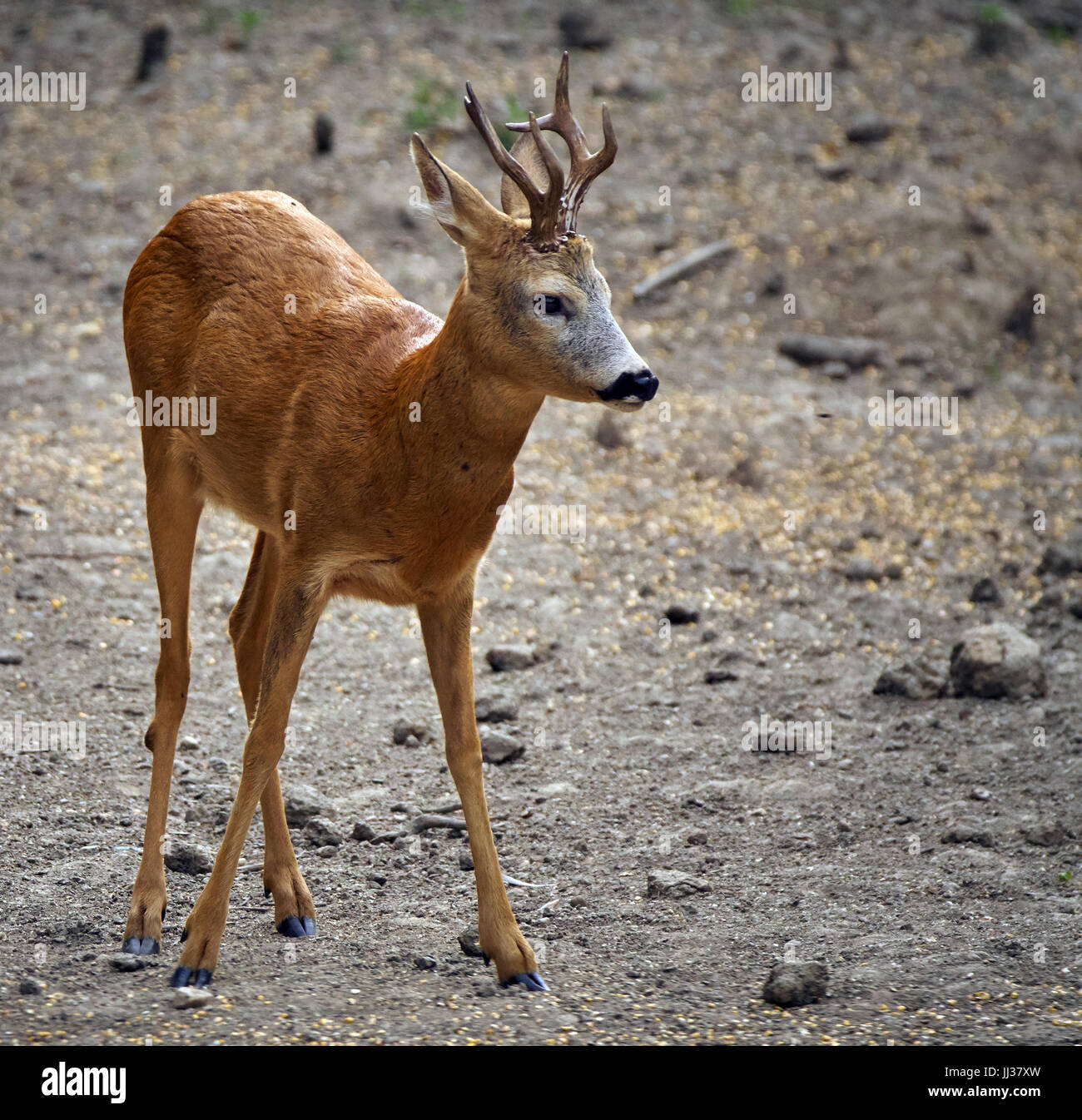 Young roebuck in a field hi-res stock photography and images - Alamy