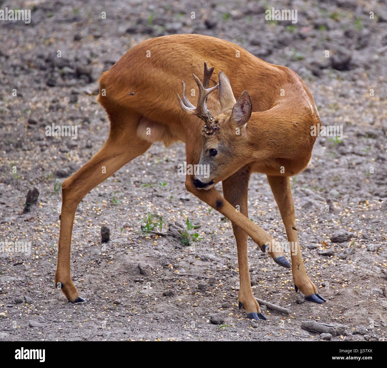Young male roebuck in a summer evening Stock Photo - Alamy