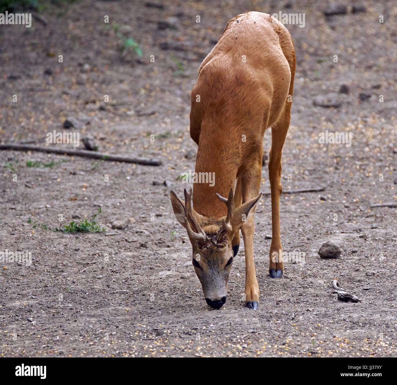 Young roebuck in a field hi-res stock photography and images - Alamy