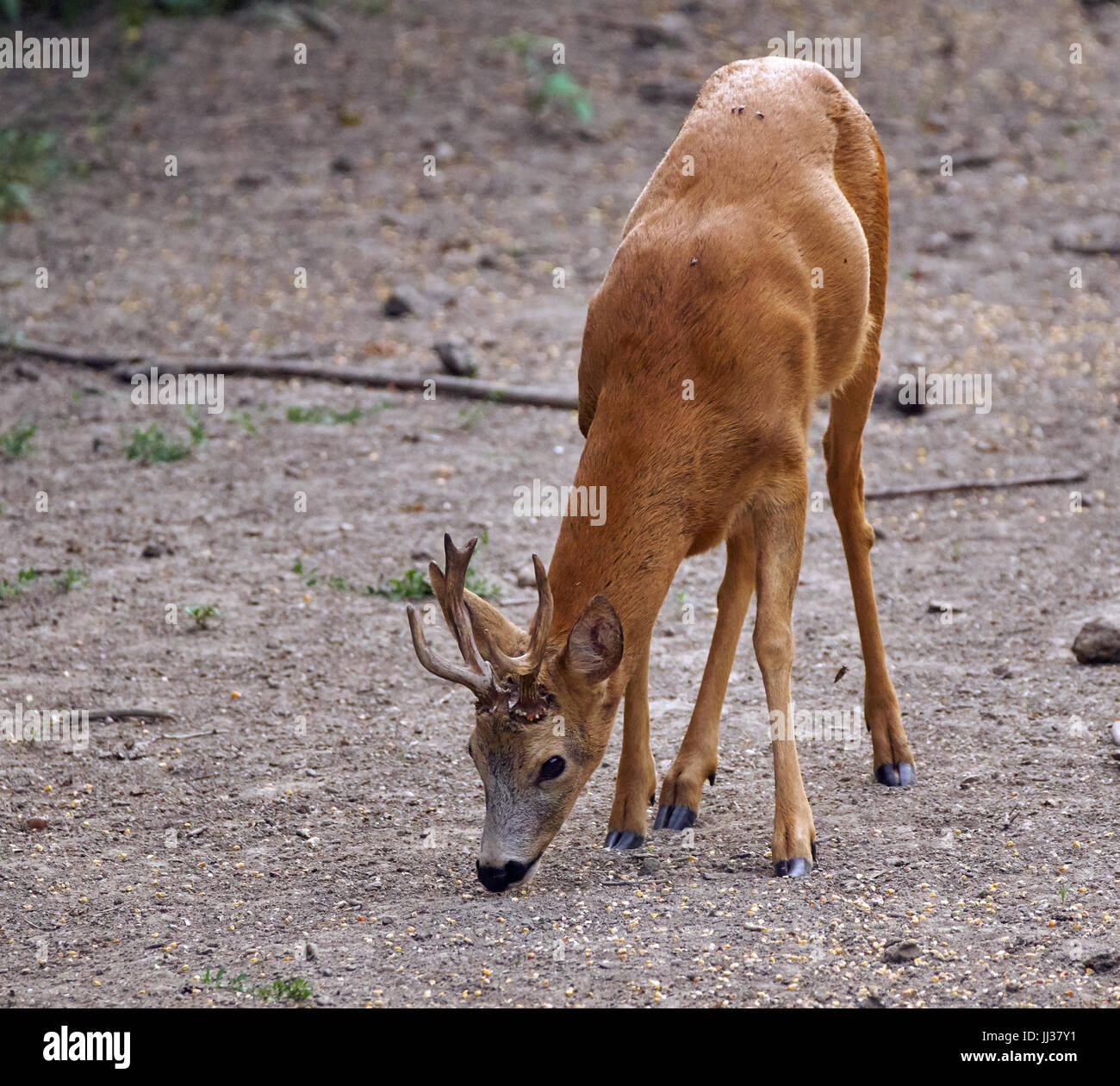 Young roebuck in a field hi-res stock photography and images - Alamy