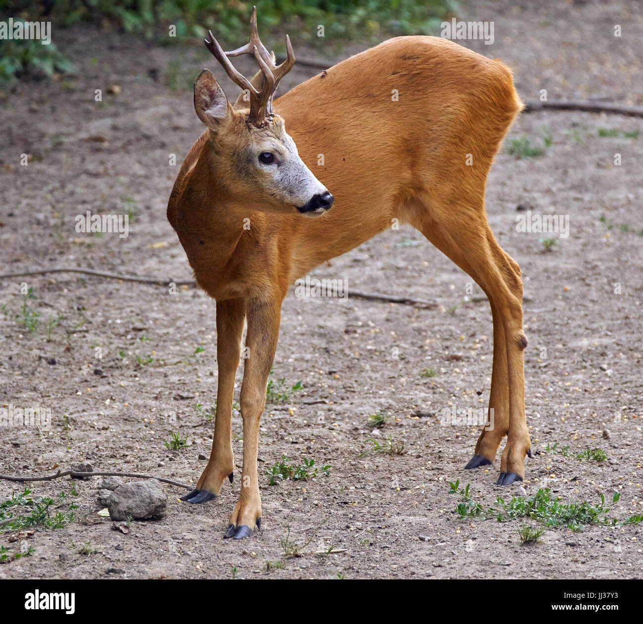 Young male roebuck in a summer evening Stock Photo - Alamy