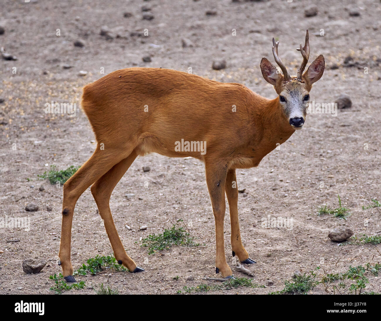 Young male roebuck in a summer evening Stock Photo - Alamy