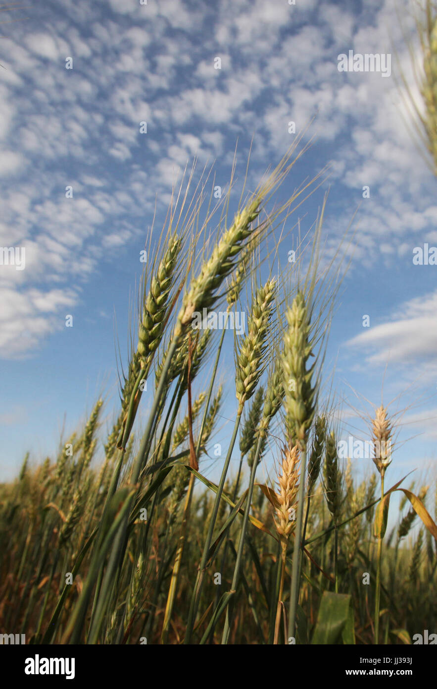 Plantacao de trigo hi-res stock photography and images - Alamy