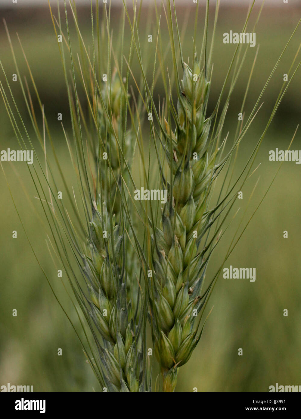 Trigo portugal High Resolution Stock Photography and Images - Alamy