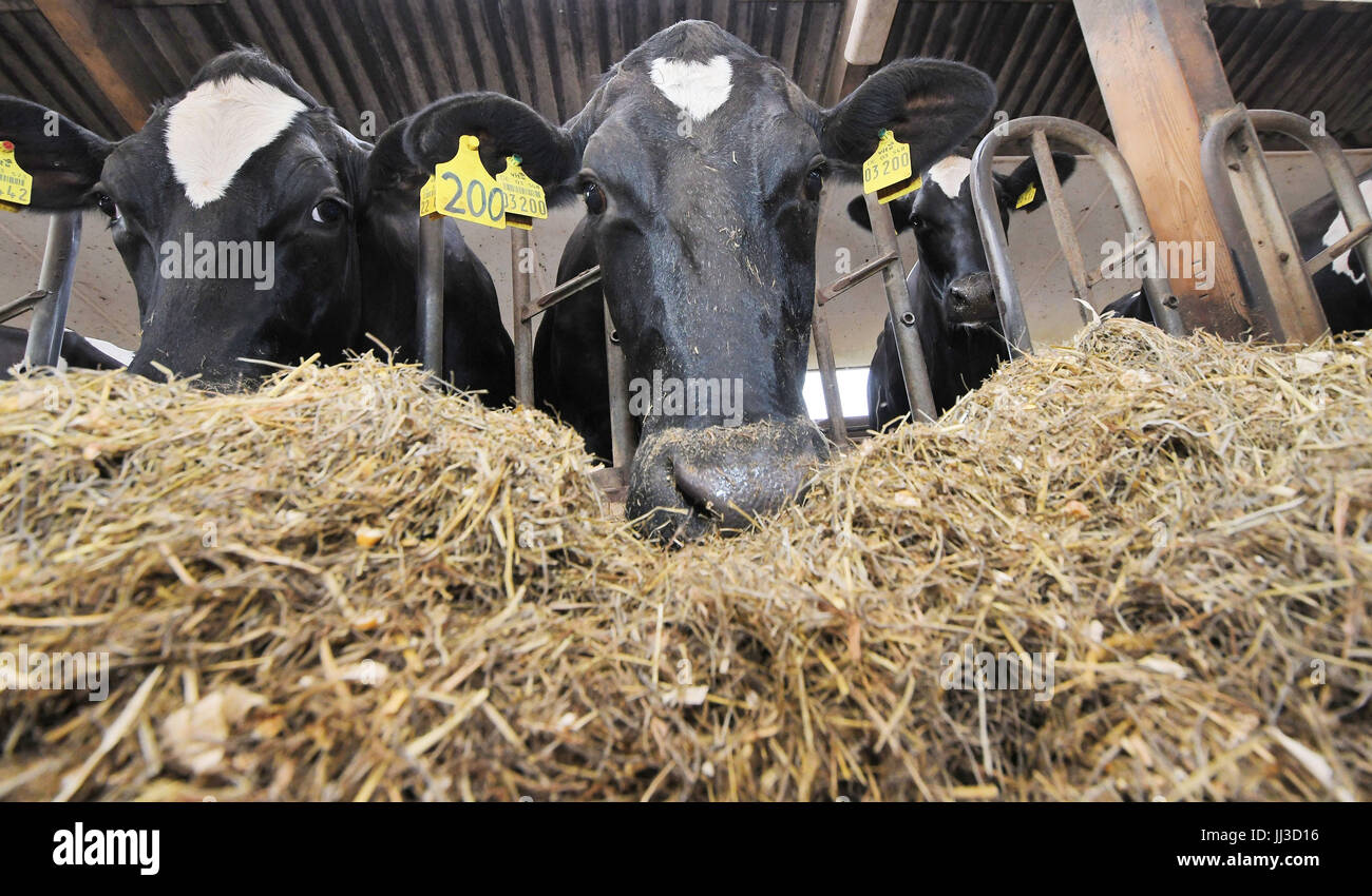 Animal feedstuff hi-res stock photography and images - Alamy