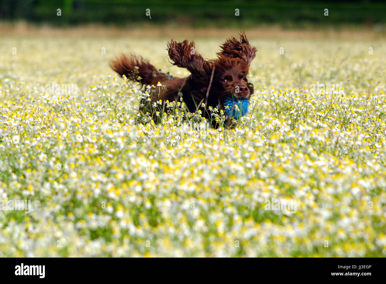 Walking Cocker Spaniel High Resolution Stock Photography and Images - Alamy