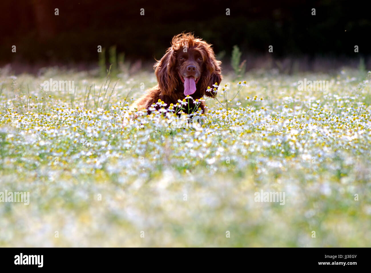 Ripe, East Sussex. 18th July 2017. Fudge, a working cocker spaniel ...