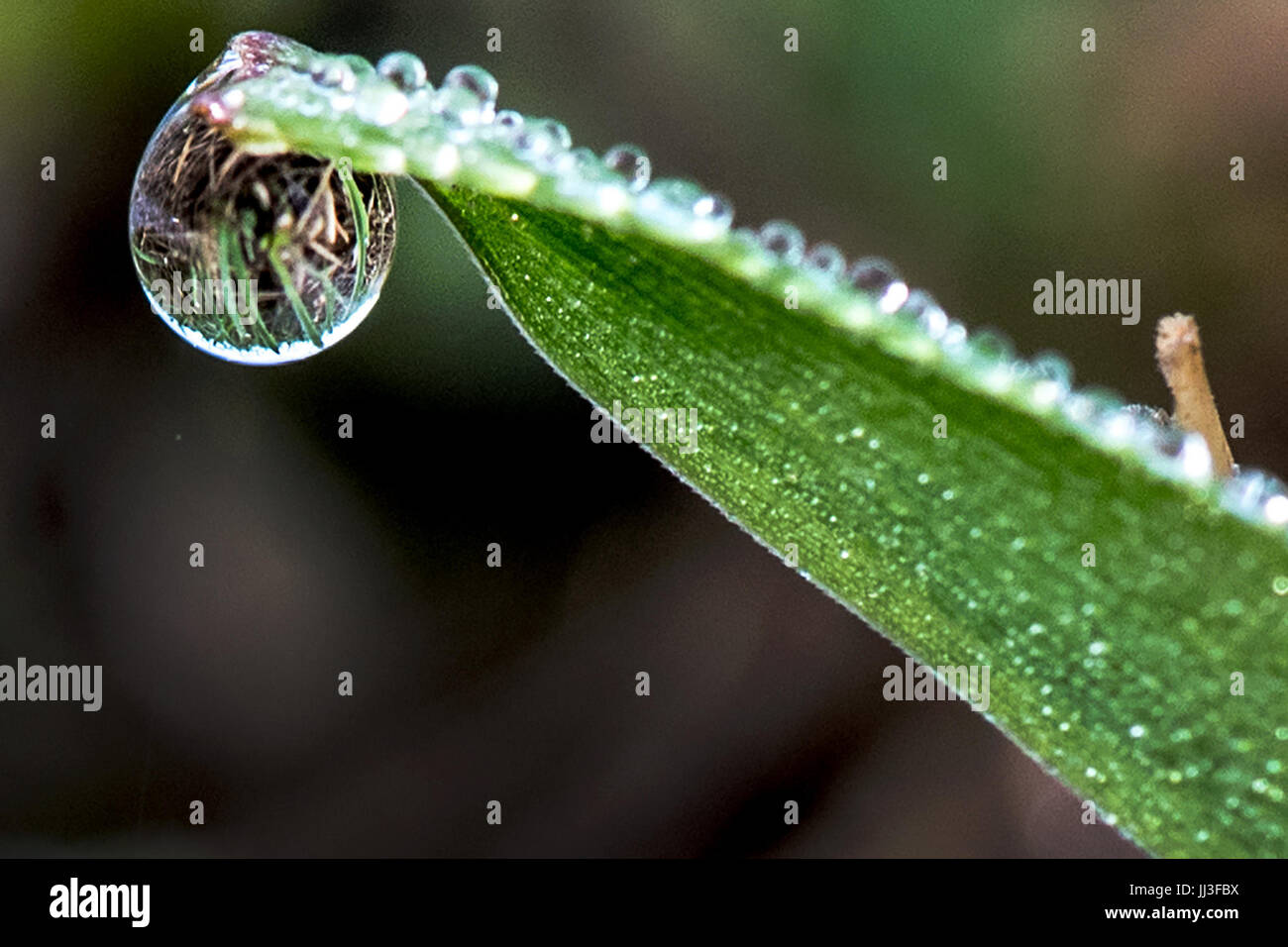 Stommeln, Germany. 18th July, 2017. dpatop - Dew drops on a blade of ...