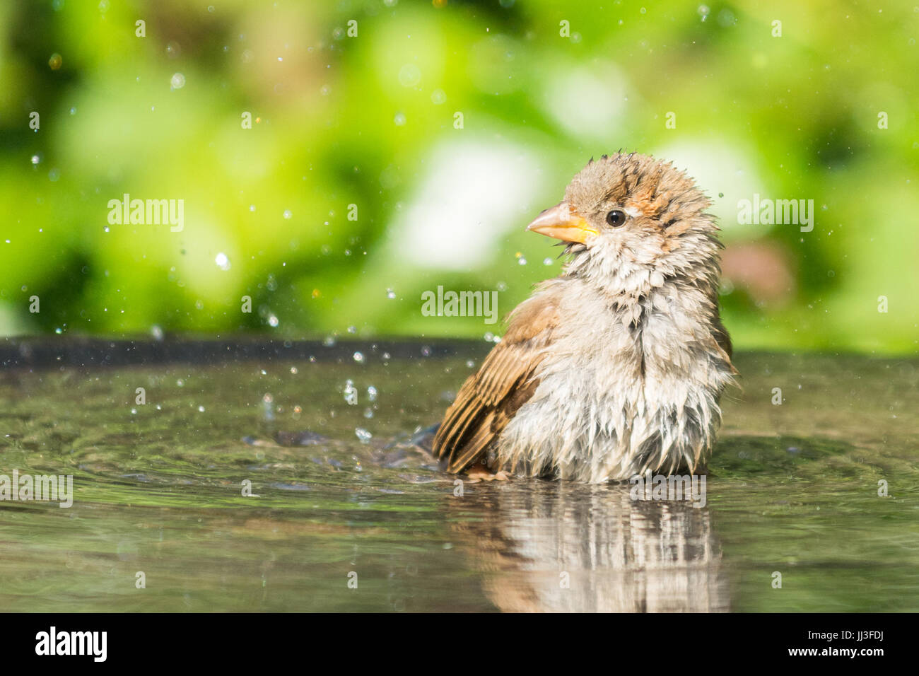 House Sparrows - Passer domesticus - bathing in bird bath Stock Photo ...