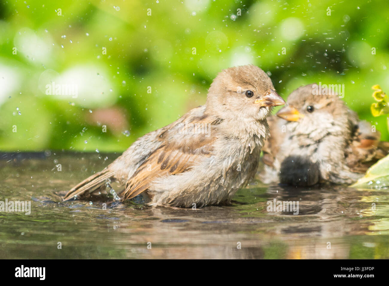 House Sparrows - Passer domesticus - bathing in bird bath Stock Photo ...
