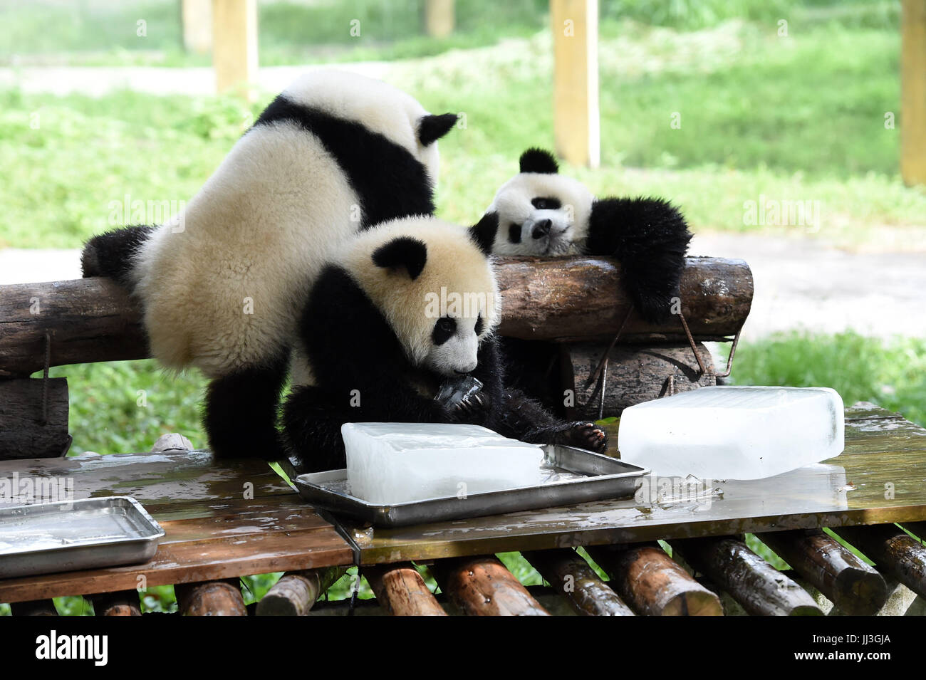 Chongqing. 18th July, 2017. A panda has an ice cube in its arms for ...
