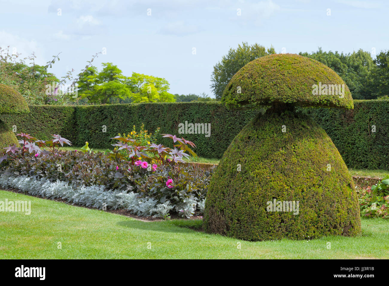 Mushroom bloom hi-res stock photography and images - Alamy
