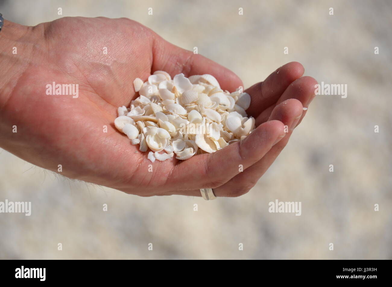 Hand filled with Shells Stock Photo - Alamy