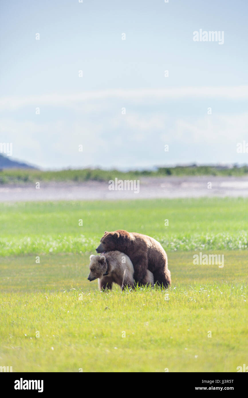 Mating bears, Grizzly, Brown Bear, Hallo Bay, Katmai Nationalpark ...