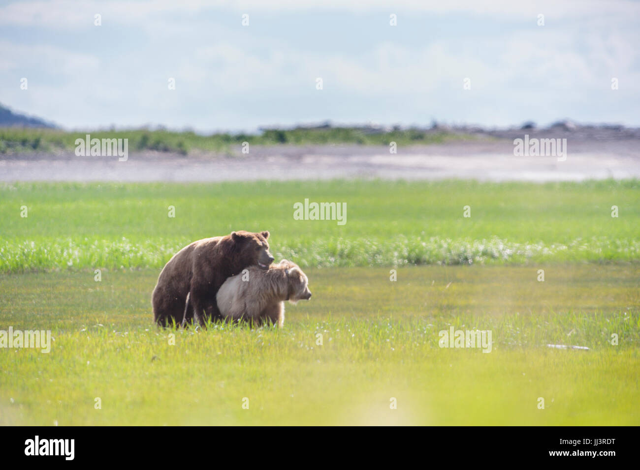 Mating bears, Grizzly, Brown Bear, Hallo Bay, Katmai Nationalpark ...