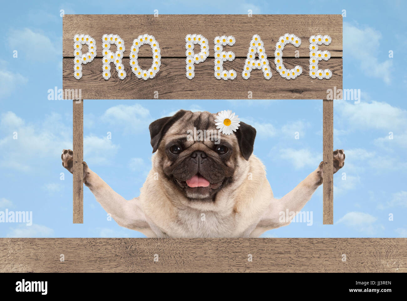 happy smiling pug puppy dog with wooden sign and text pro peace in ...
