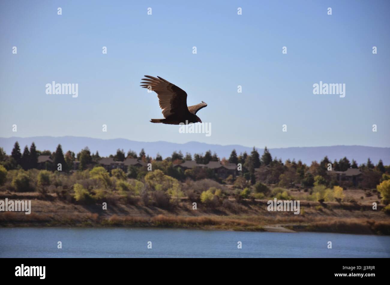 Bird in action Stock Photo - Alamy