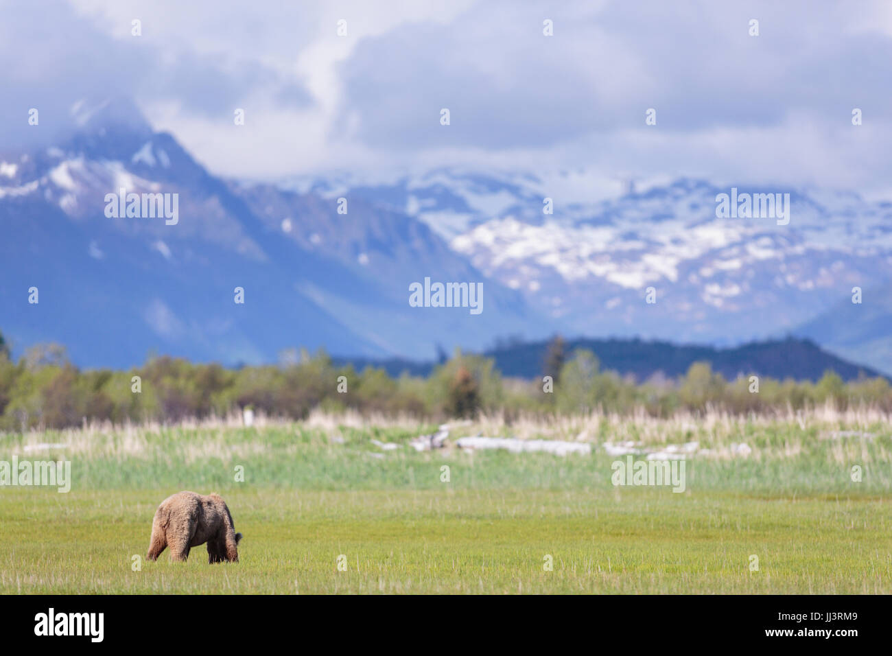 Grizzly, Brown Bear, Hallo Bay, Katmai Nationalpark, Alaska, USA Stock ...