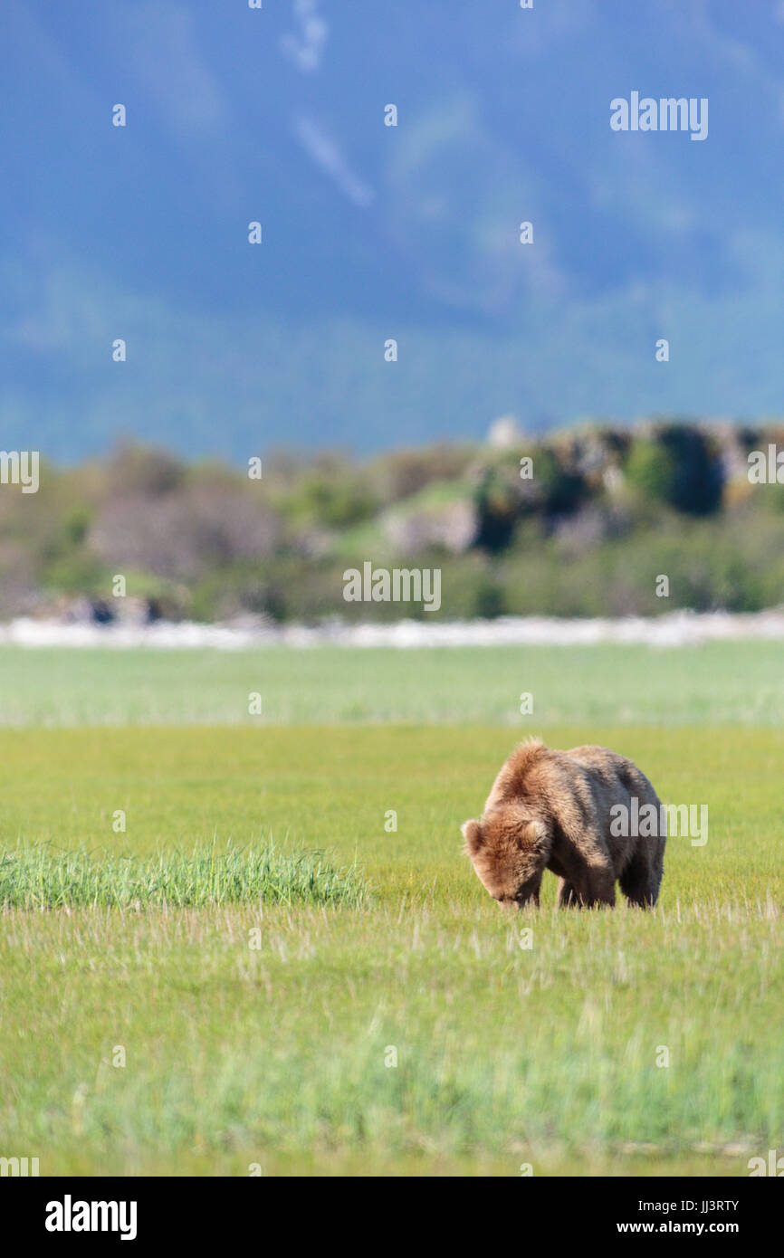 Grizzly brown bear hallo bay katmai hi-res stock photography and images ...