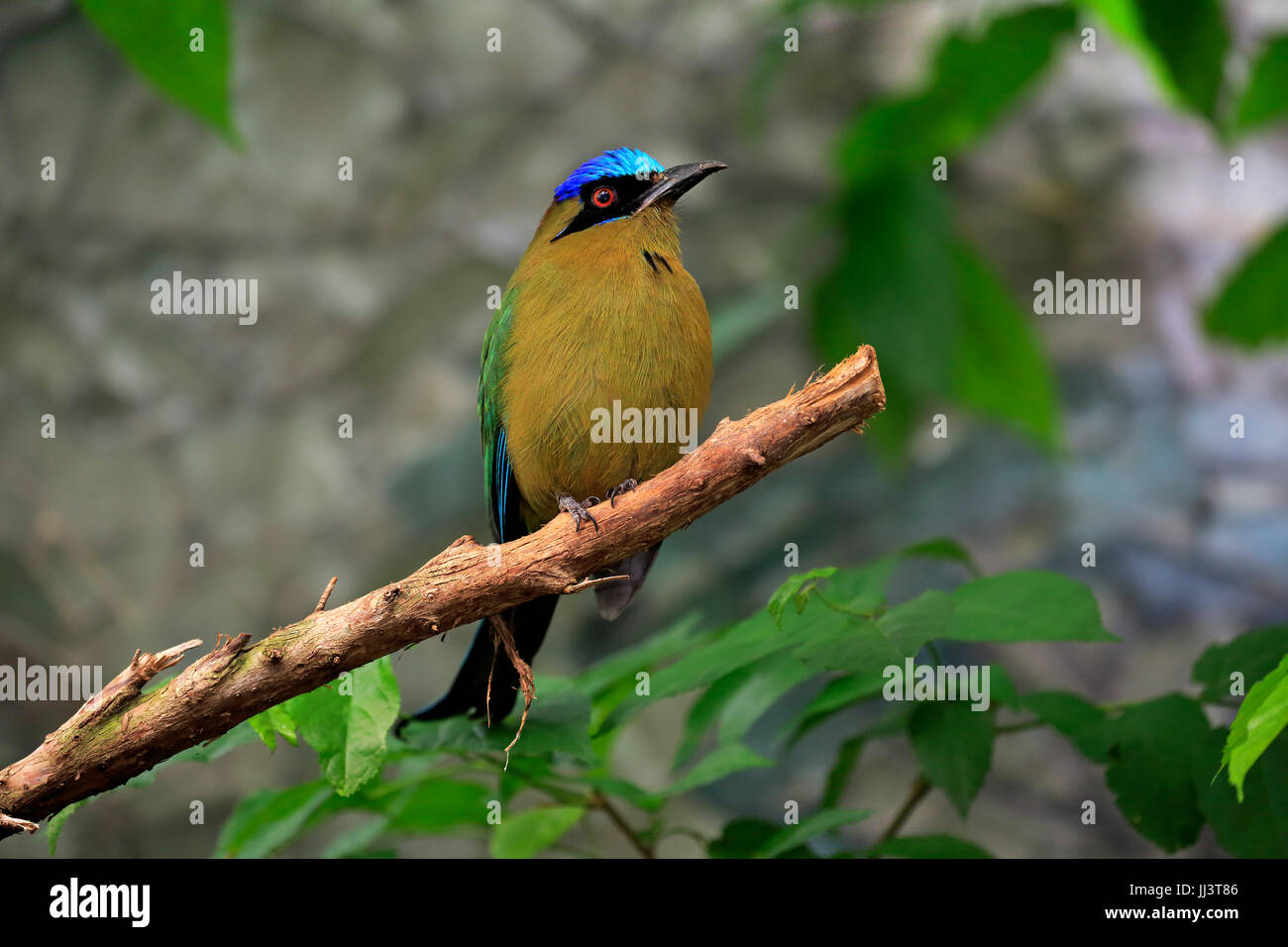 Momotus momota hi-res stock photography and images - Alamy