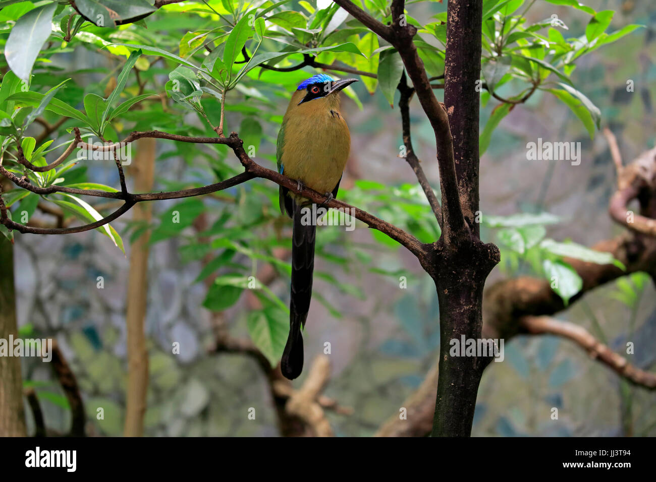 Momotus momota hi-res stock photography and images - Alamy