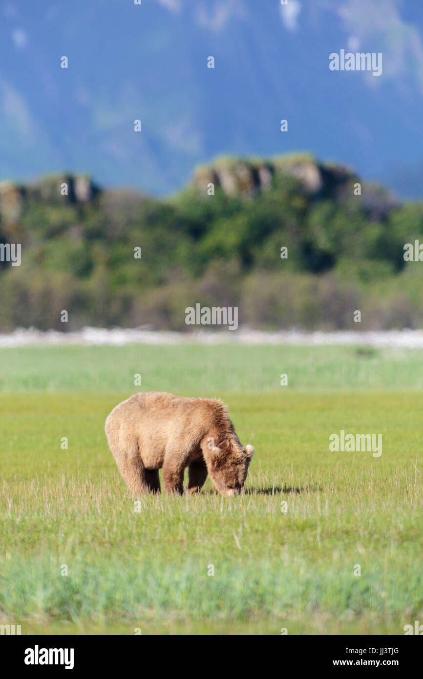 Grizzly, Brown Bear, Hallo Bay, Katmai Nationalpark, Alaska, USA Stock ...