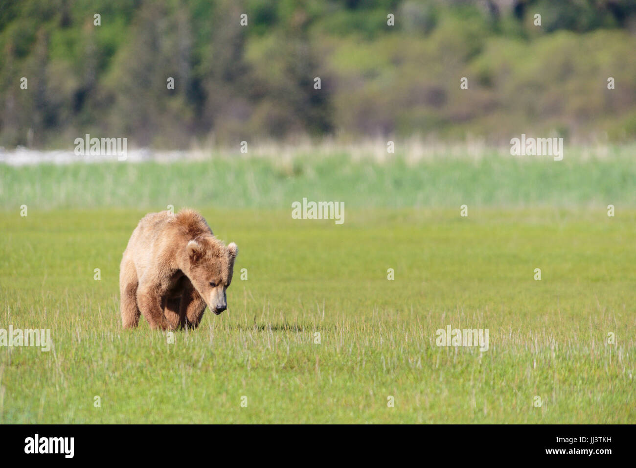 Grizzly, Brown Bear, Hallo Bay, Katmai Nationalpark, Alaska, USA Stock ...