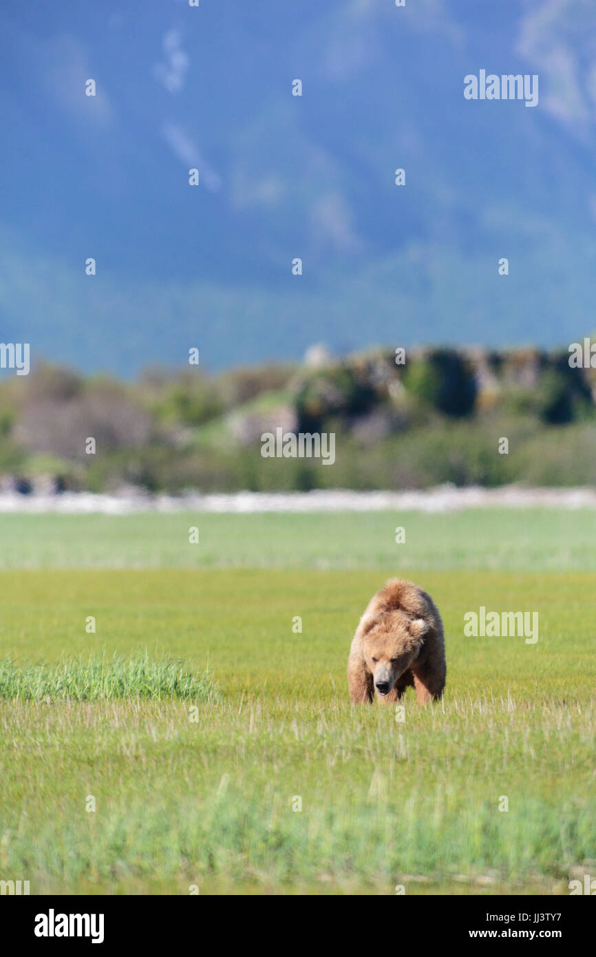 Grizzly, Brown Bear, Hallo Bay, Katmai Nationalpark, Alaska, USA Stock ...
