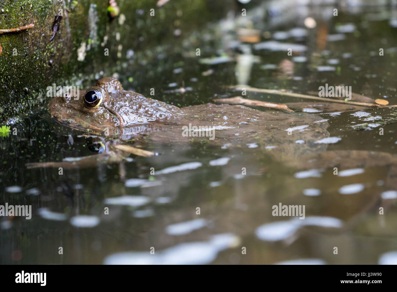 Frog floats in water canal, Bangkok, Thaland Stock Photo - Alamy