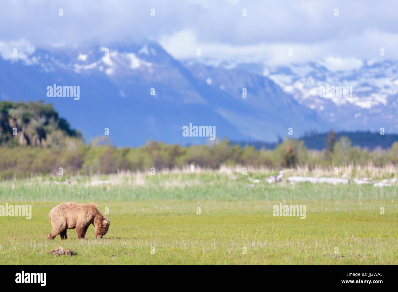 Grizzly, Brown Bear, Hallo Bay, Katmai Nationalpark, Alaska, USA Stock ...