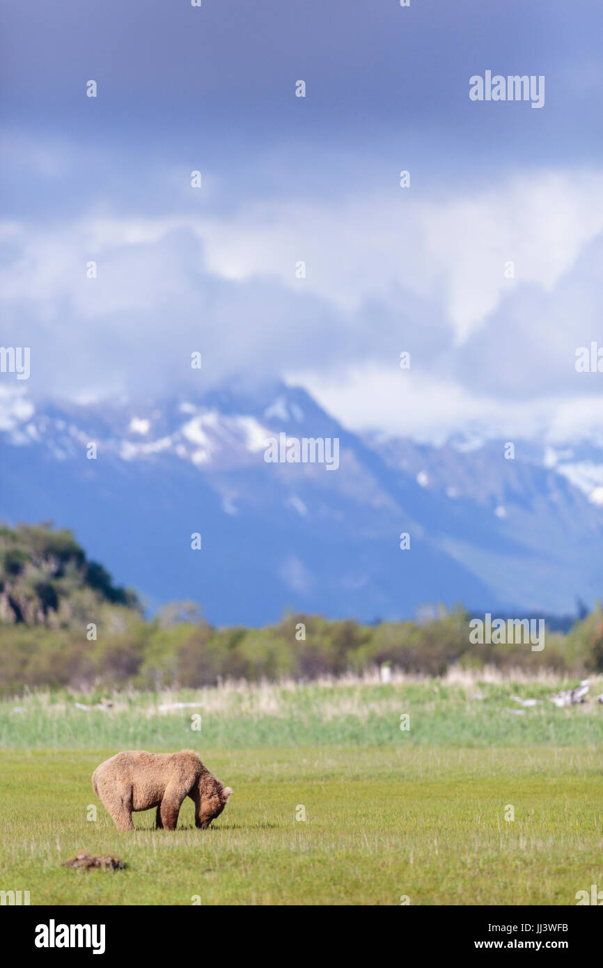 Grizzly, Brown Bear, Hallo Bay, Katmai Nationalpark, Alaska, USA Stock ...