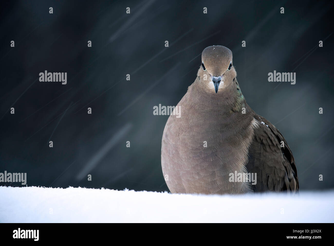 Snow white dove hi-res stock photography and images - Alamy