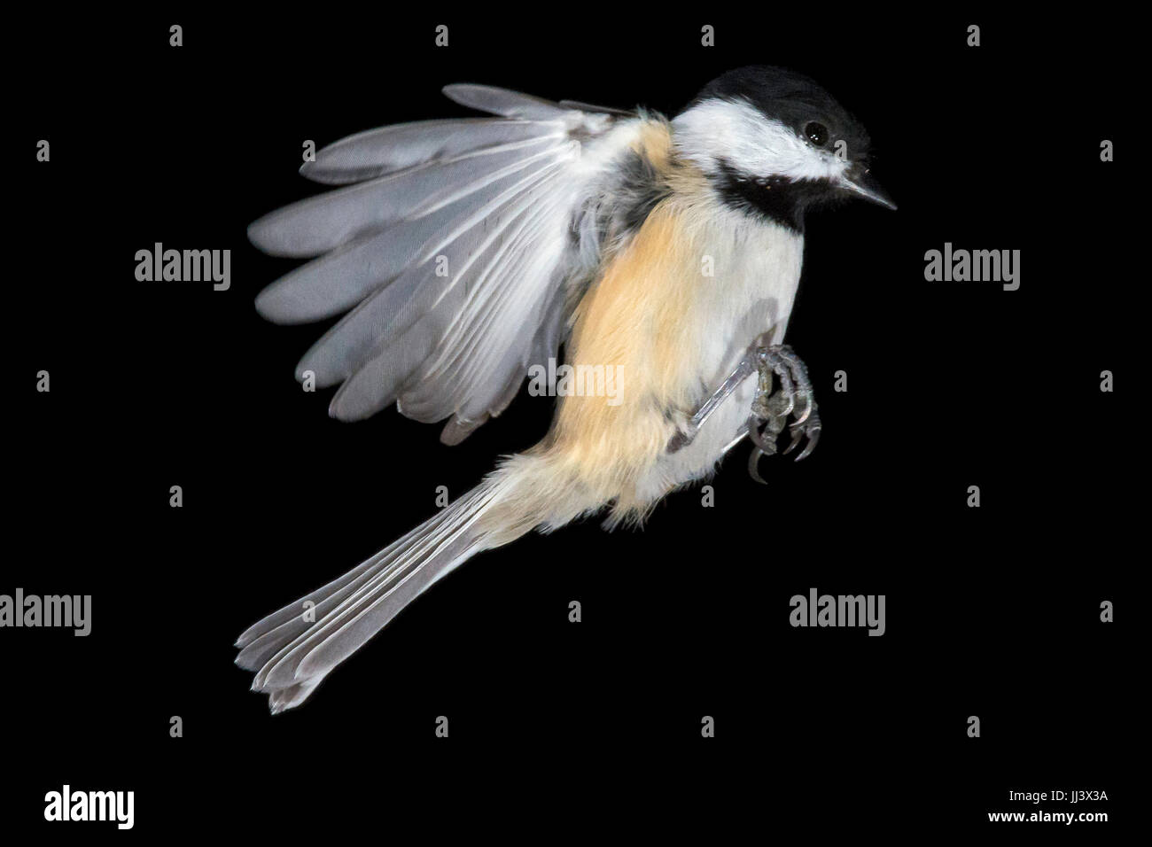 Chickadee flying hi-res stock photography and images - Alamy