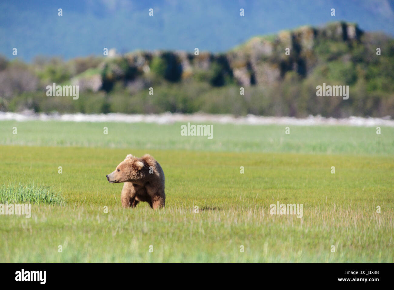 Grizzly, Brown Bear, Hallo Bay, Katmai Nationalpark, Alaska, USA Stock ...