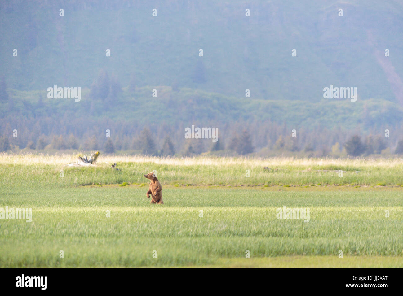 Grizzly, Brown Bear, Hallo Bay, Katmai Nationalpark, Alaska, USA Stock ...