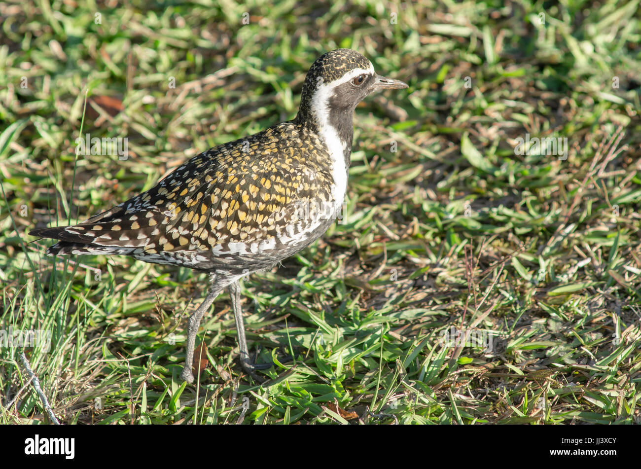 Pacific golden plover in Kauai, Hawaii Stock Photo - Alamy