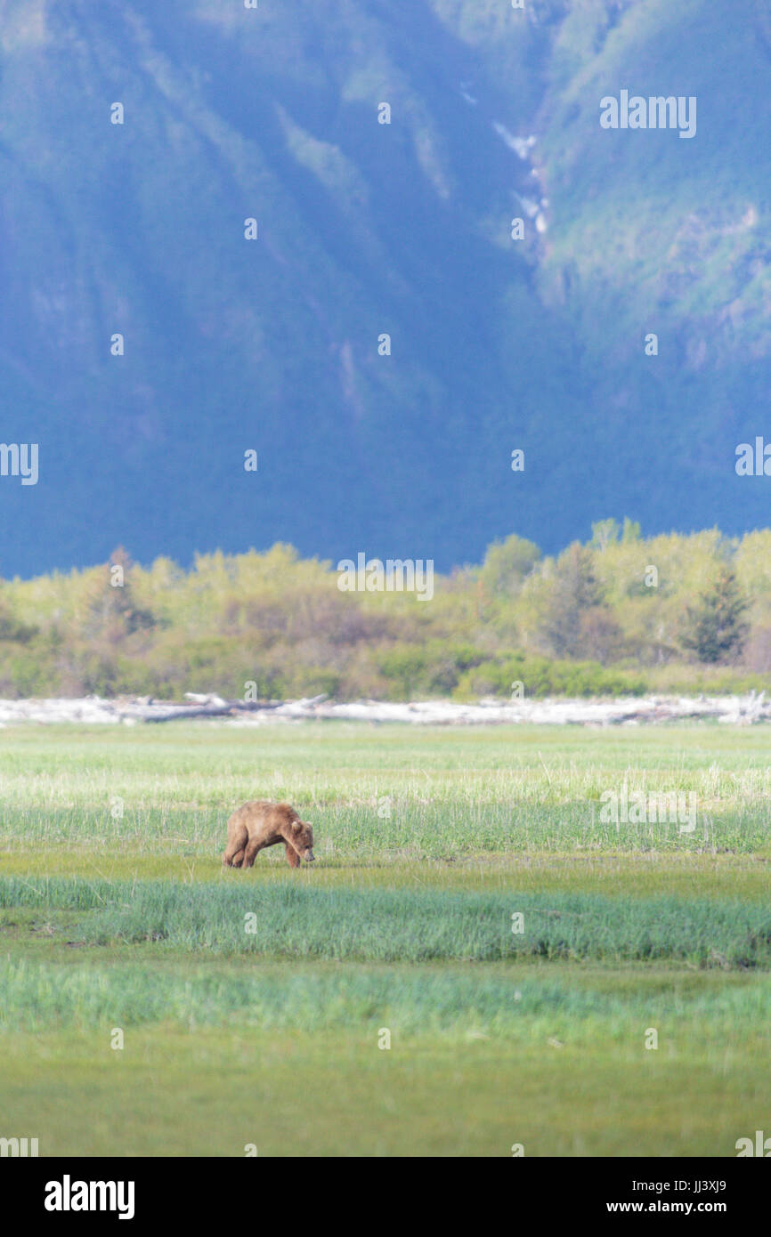 Grizzly, Brown Bear, Hallo Bay, Katmai Nationalpark, Alaska, USA Stock ...
