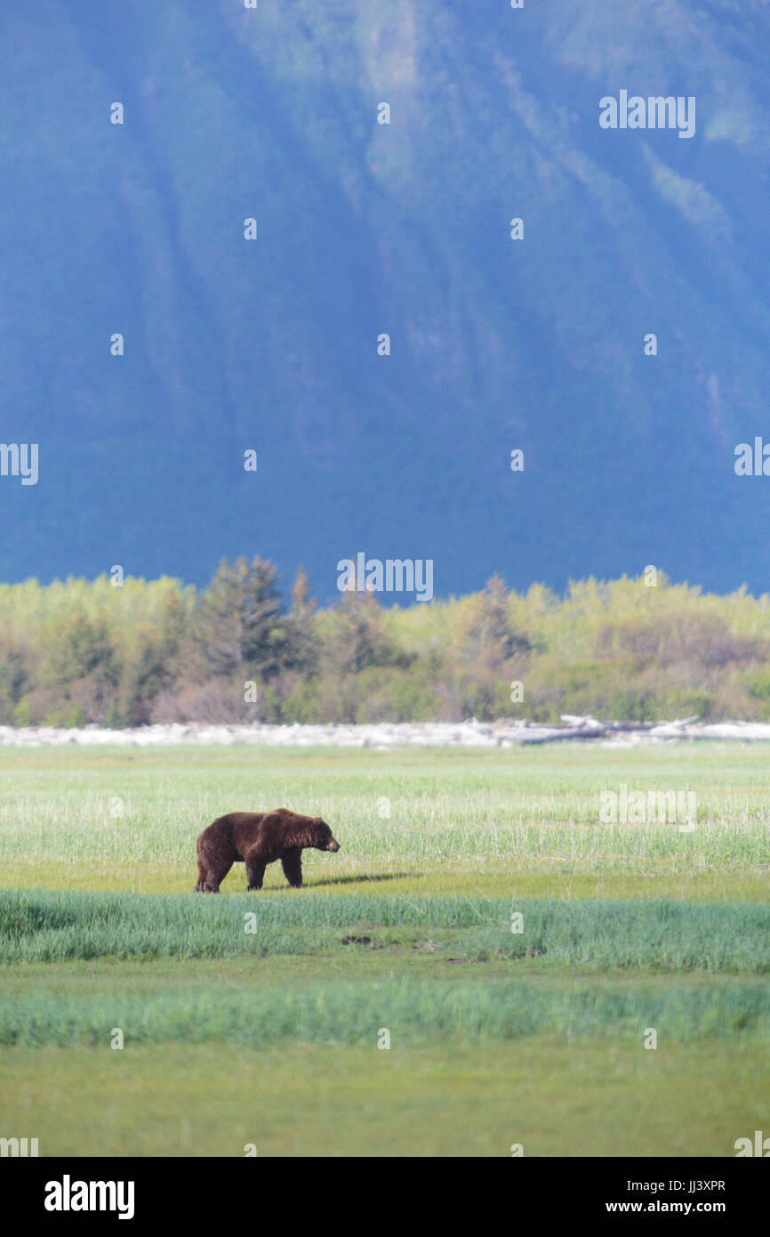Grizzly, Brown Bear, Hallo Bay, Katmai Nationalpark, Alaska, USA Stock ...
