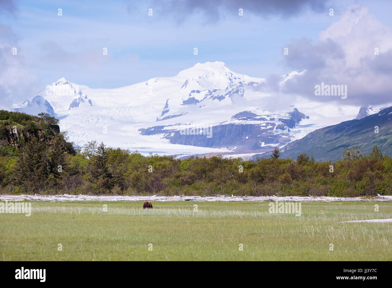 Grizzly, Brown Bear, Hallo Bay, Katmai Nationalpark, Alaska, USA Stock ...