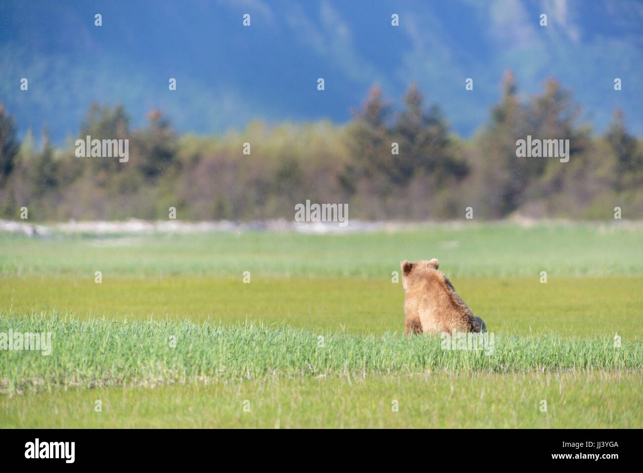 Grizzly, Brown Bear, Hallo Bay, Katmai Nationalpark, Alaska, USA Stock ...