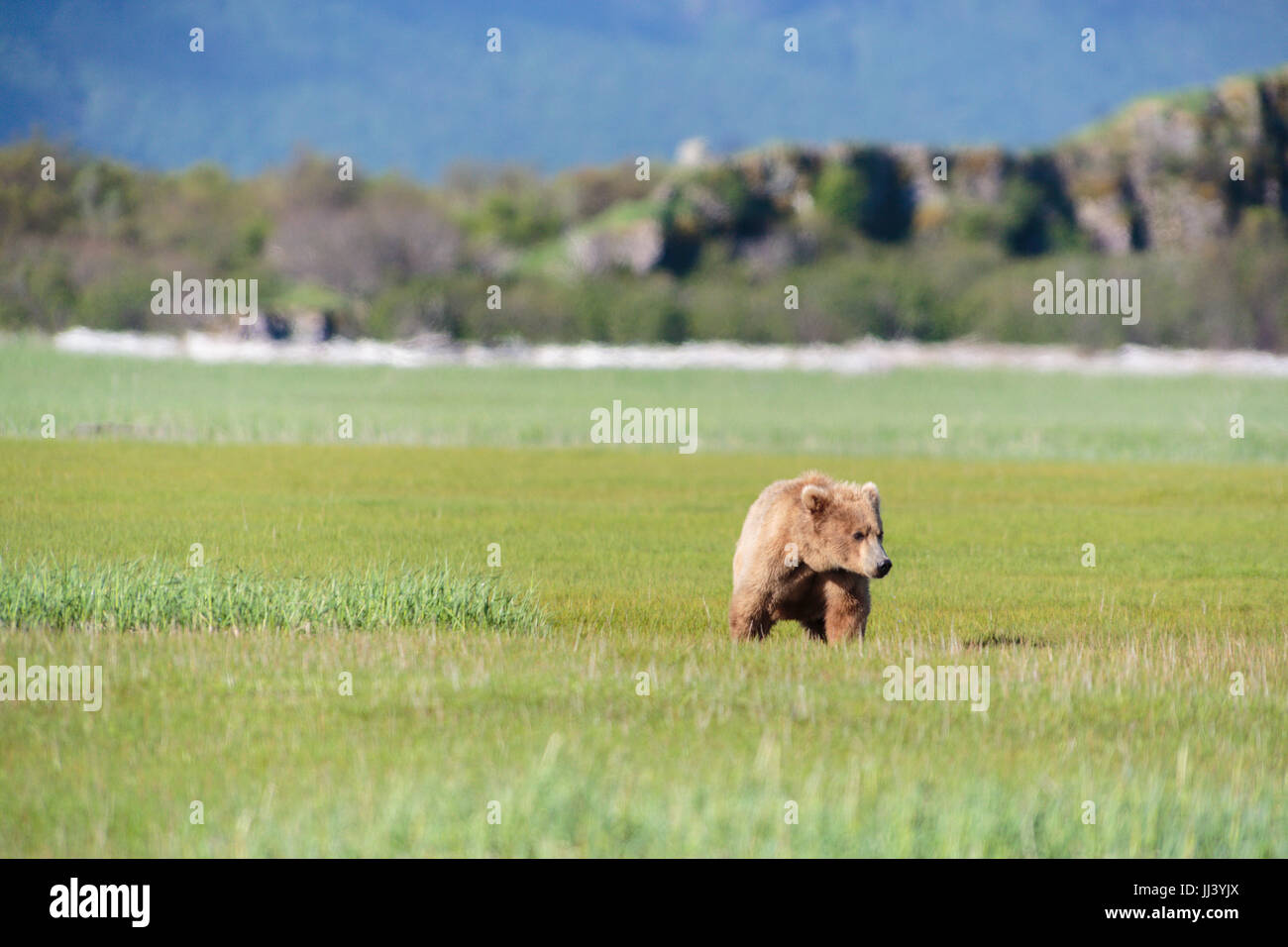 Grizzly, Brown Bear, Hallo Bay, Katmai Nationalpark, Alaska, USA Stock ...