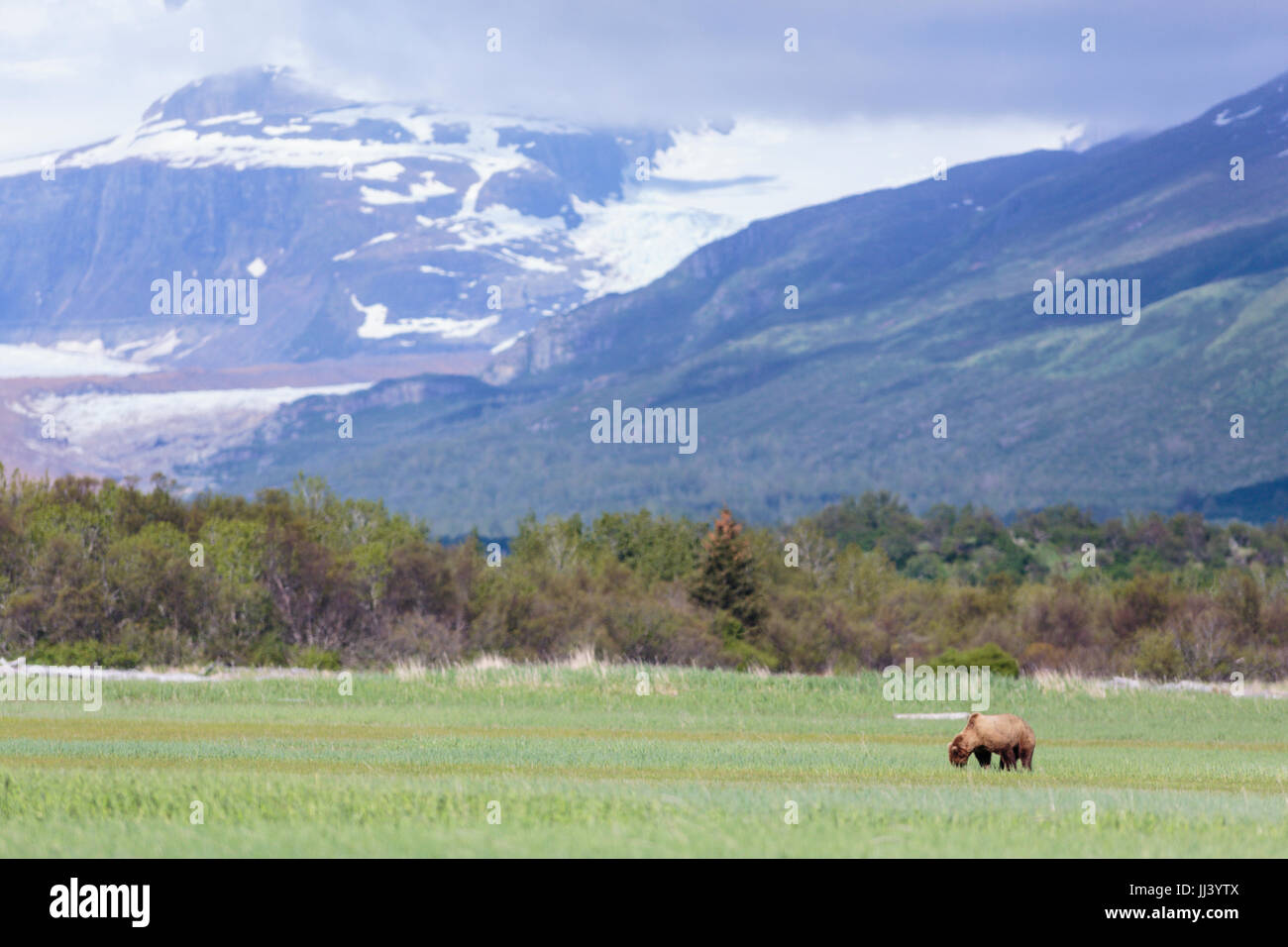 Grizzly, Brown Bear, Hallo Bay, Katmai Nationalpark, Alaska, USA Stock ...