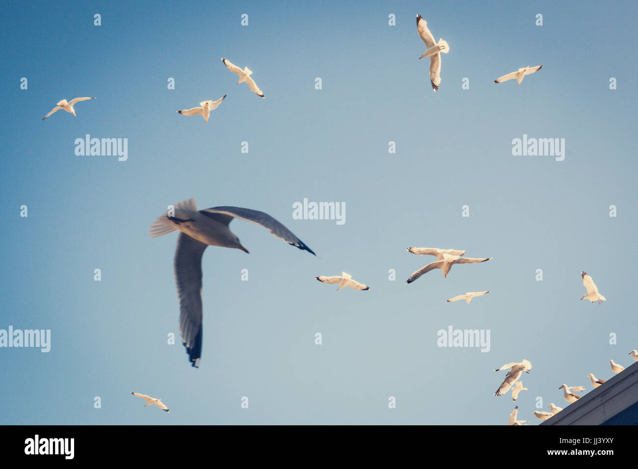 Seagulls flying in the sky on the Irish coast Stock Photo - Alamy