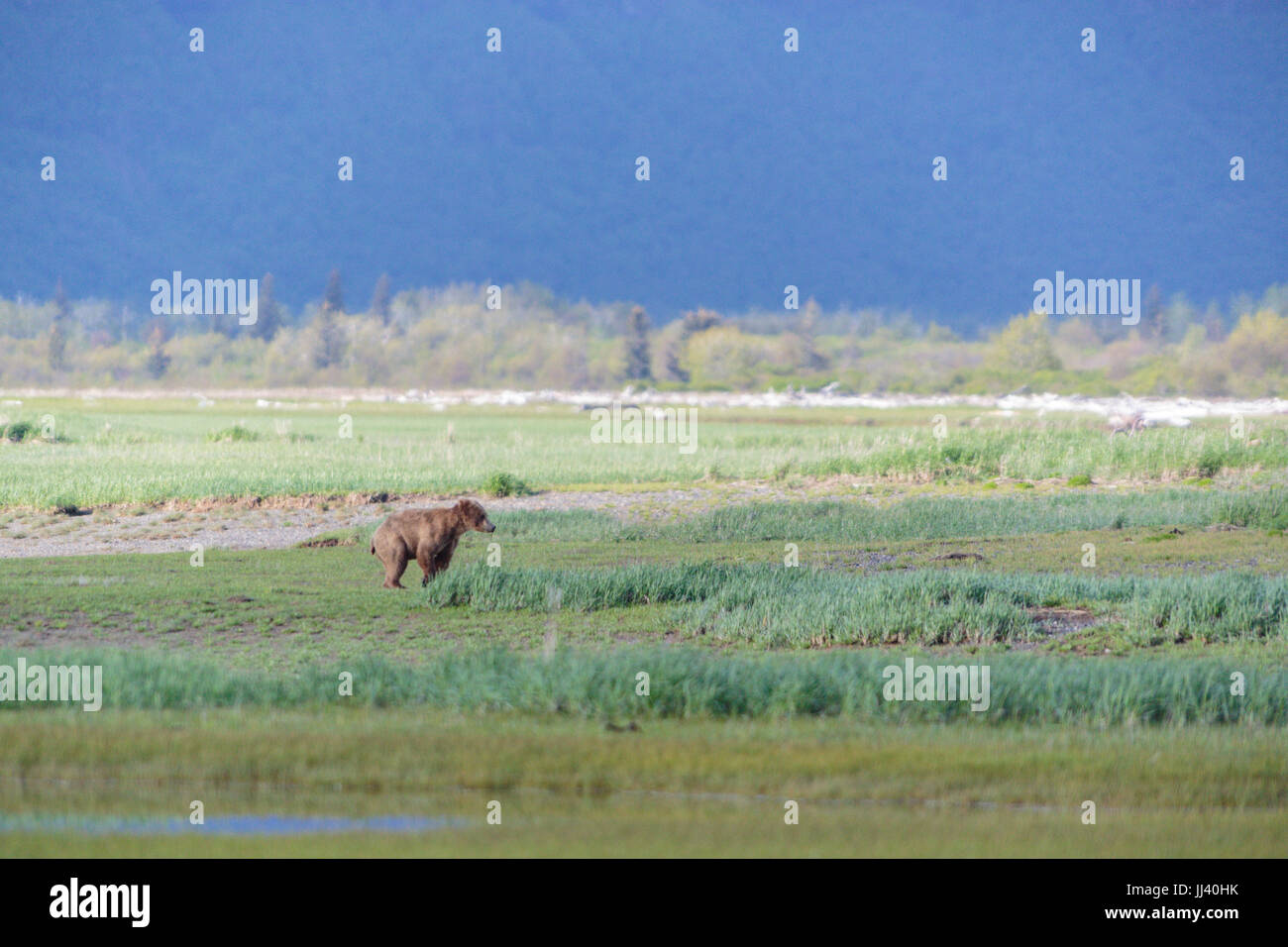 Grizzly, Brown Bear, Hallo Bay, Katmai Nationalpark, Alaska, USA Stock ...