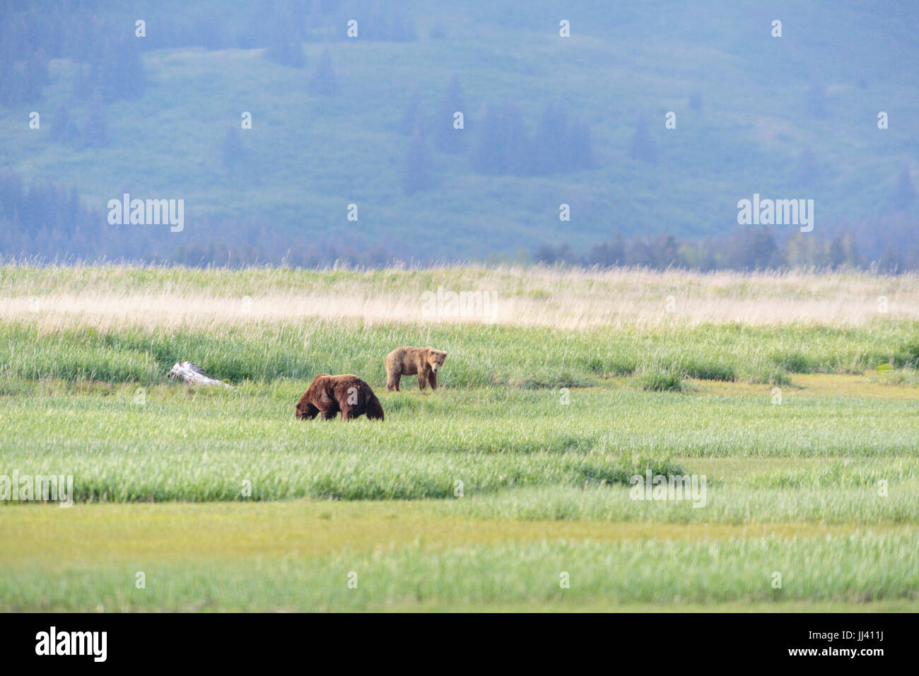 Grizzly, Brown Bear, Hallo Bay, Katmai Nationalpark, Alaska, USA Stock ...