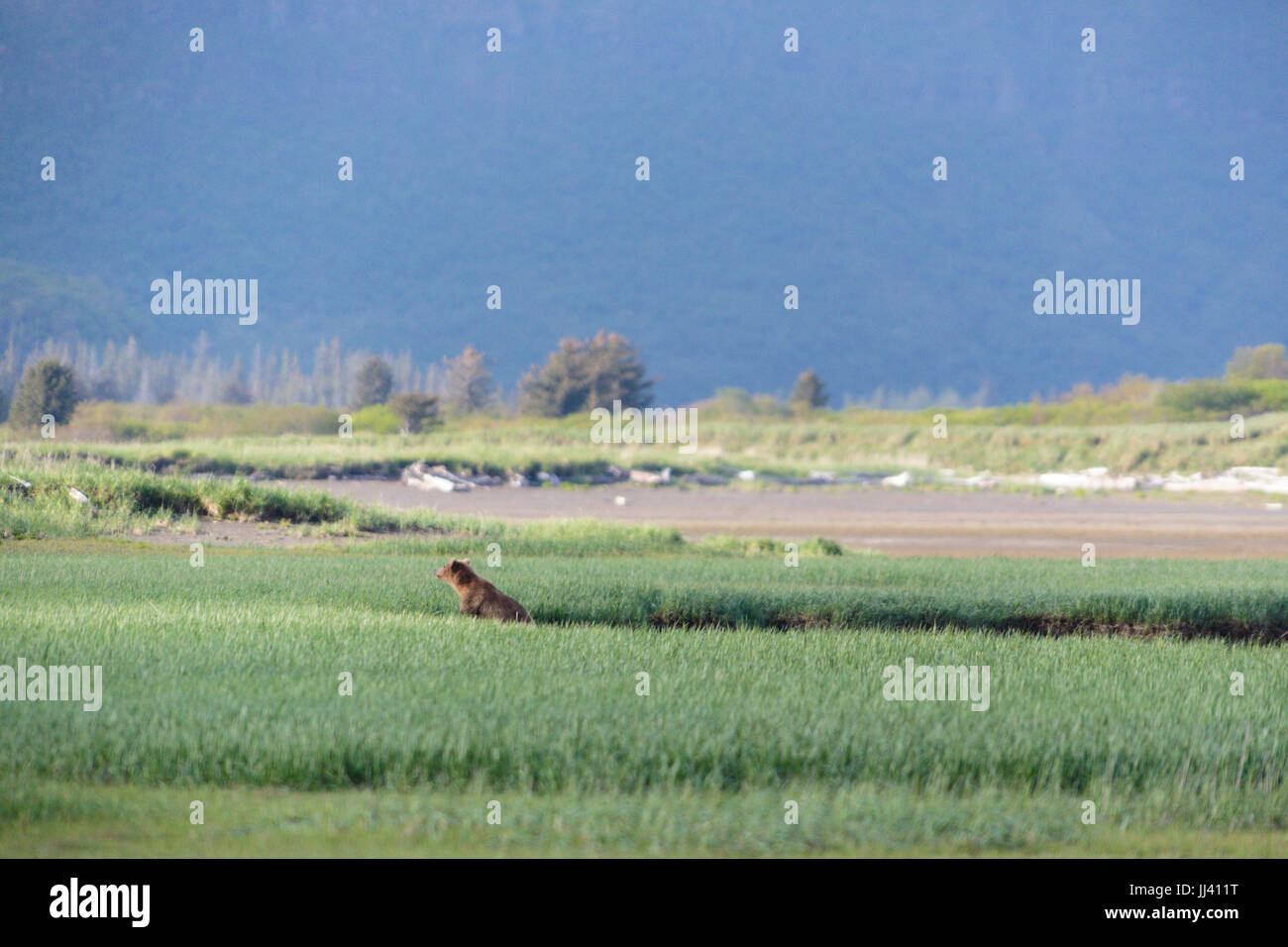 Grizzly, Brown Bear, Hallo Bay, Katmai Nationalpark, Alaska, USA Stock ...